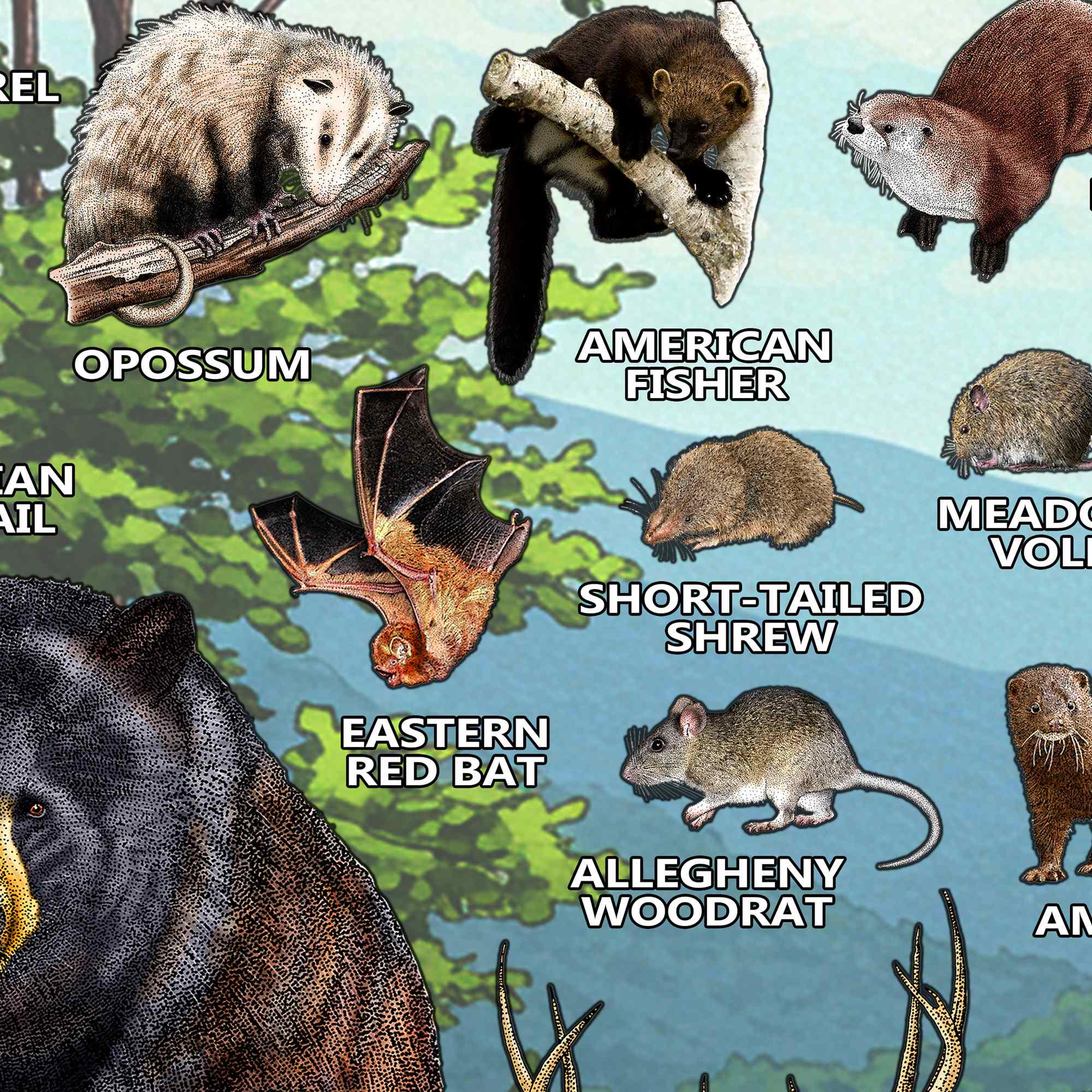 Virginia Mammals Poster Print: Field Guide Art - Signed - Etsy
