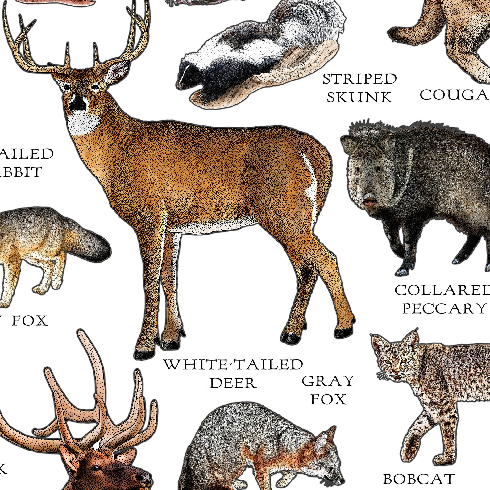 Mammals of Arizona Poster Print / Arizona Mammals Field Guide - Etsy