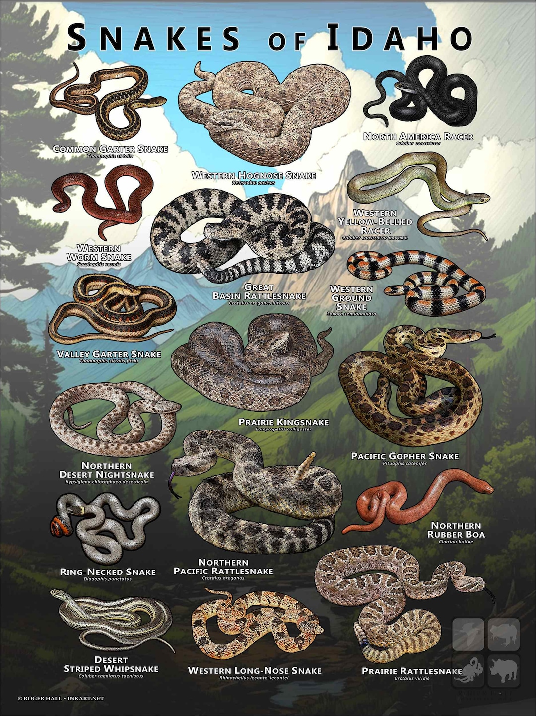 Snakes of Idaho Poster Print/field Guide - SIGNED BY ARTIST! - Etsy