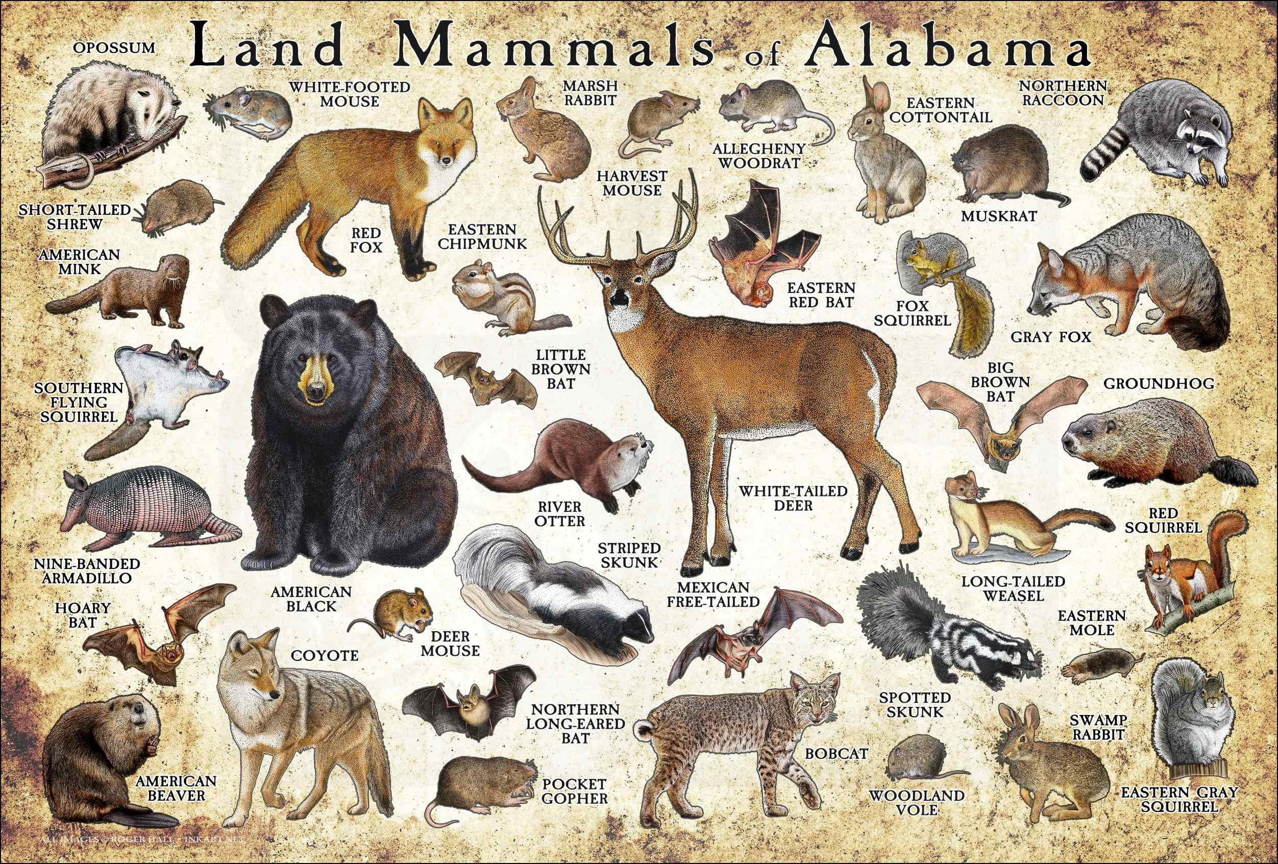 Land Mammals of Alabama Poster Print / Alabama Mammals Field - Etsy