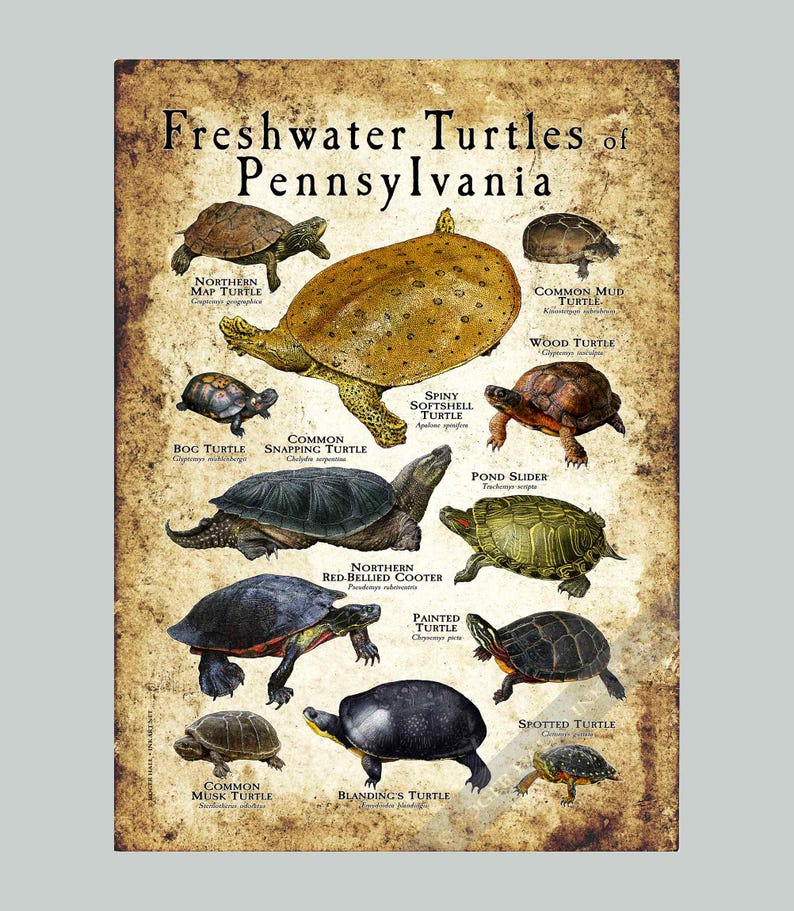 Freshwater Turtles of Pennsylvania Poster Print/field Guide - SIGNED BY ...
