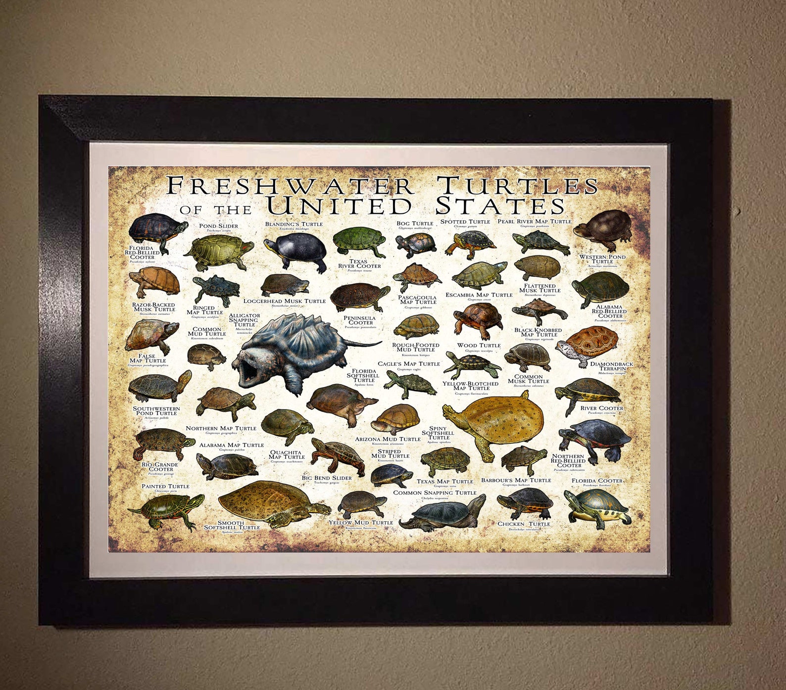 Freshwater Turtles of the United States Art Print / Field Guide ...