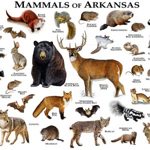 Mammals of Arkansas Poster Print / Arkansas Mammals Field | Etsy