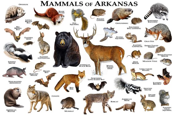 Mammals of Arkansas Poster Print / Arkansas Mammals Field | Etsy