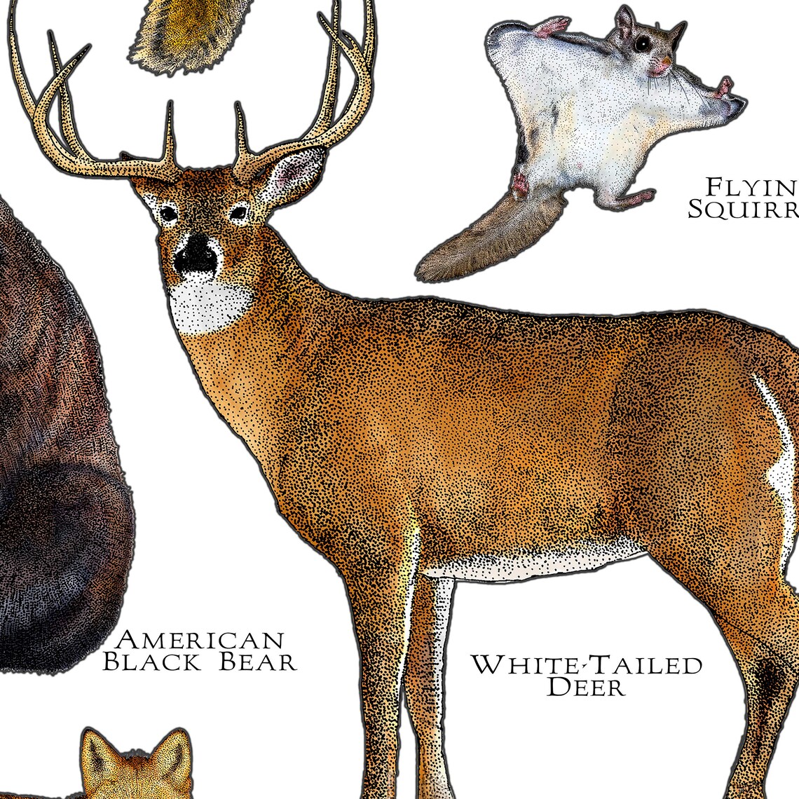 Mammals of Arkansas Poster Print / Arkansas Mammals Field - Etsy