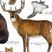 Mammals of Arkansas Poster Print / Arkansas Mammals Field Guide ...