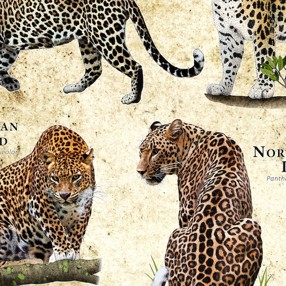 Types Of Leopards