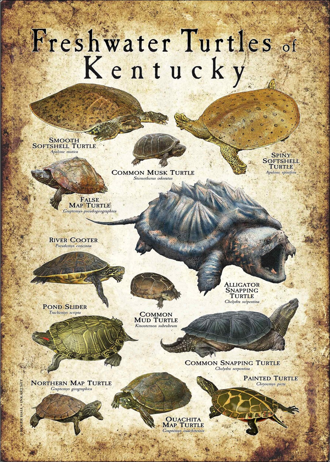 Freshwater Turtles of Kentucky Poster Print/field Guide - SIGNED BY ...