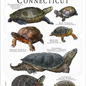 Freshwater Turtles of Connecticut Poster Print/field Guide - SIGNED BY ...