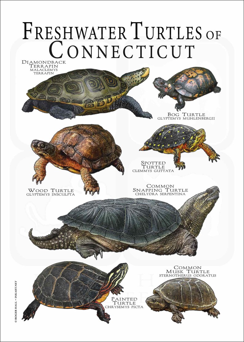 Freshwater Turtles of Connecticut Poster Print/field Guide - SIGNED BY ...