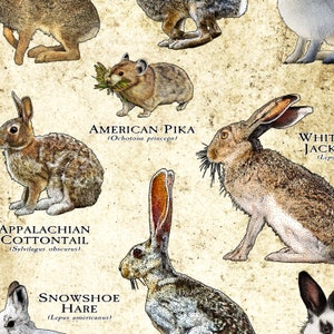 Lagomorphs of the United States and Canada Poster Print - SIGNED BY ...