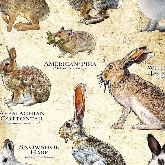 Lagomorphs