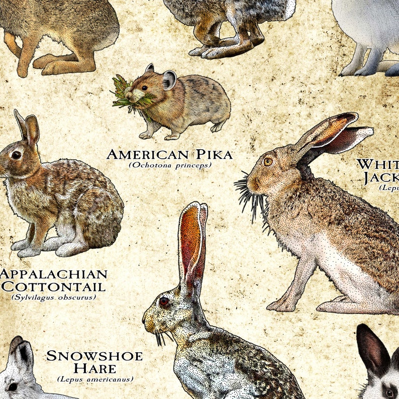 Lagomorphs of the United States and Canada Poster Print - Etsy