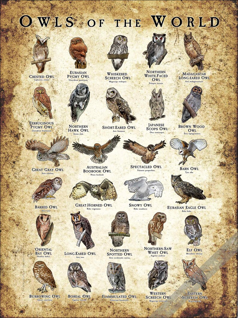 Owls of the World Art Print / Field Guide - SIGNED BY ARTIST - Etsy