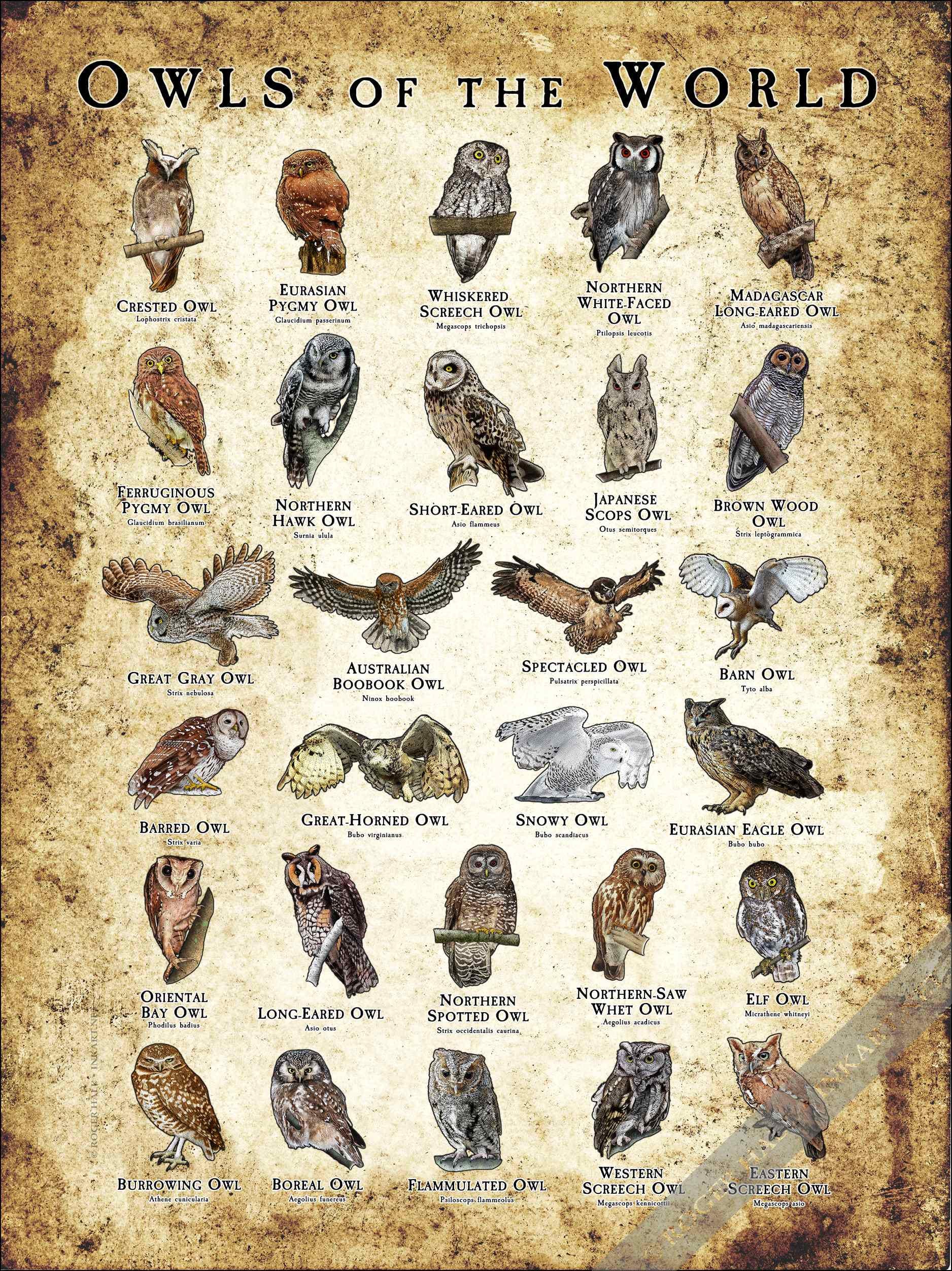 Owls of the World Art Print / Field Guide - SIGNED BY ARTIST - Etsy