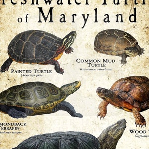 Freshwater Turtles of Maryland Poster Print/field Guide - SIGNED BY ...