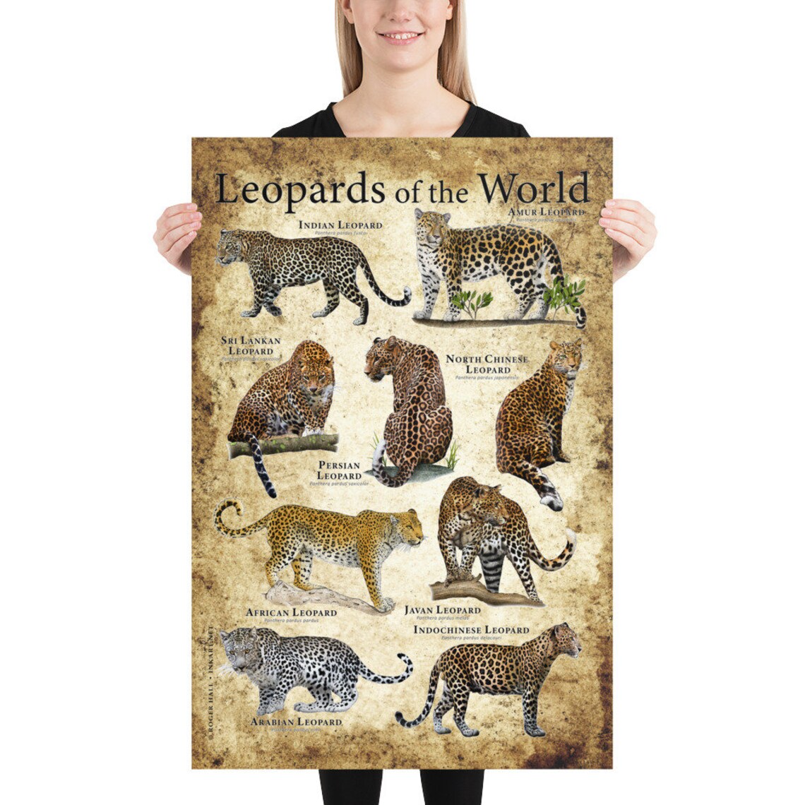 Leopards of the World Poster Print - Etsy