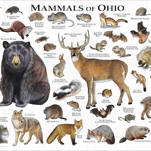 Mammals of Ohio Poster Print / Ohio Mammals Field Guide / Animals of ...