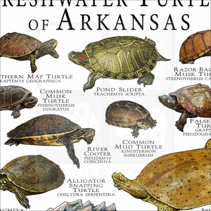 Freshwater Turtles of Arkansas Poster Print/field Guide - SIGNED BY ...