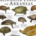 Freshwater Turtles of Arkansas Poster Print/field Guide - SIGNED BY ...
