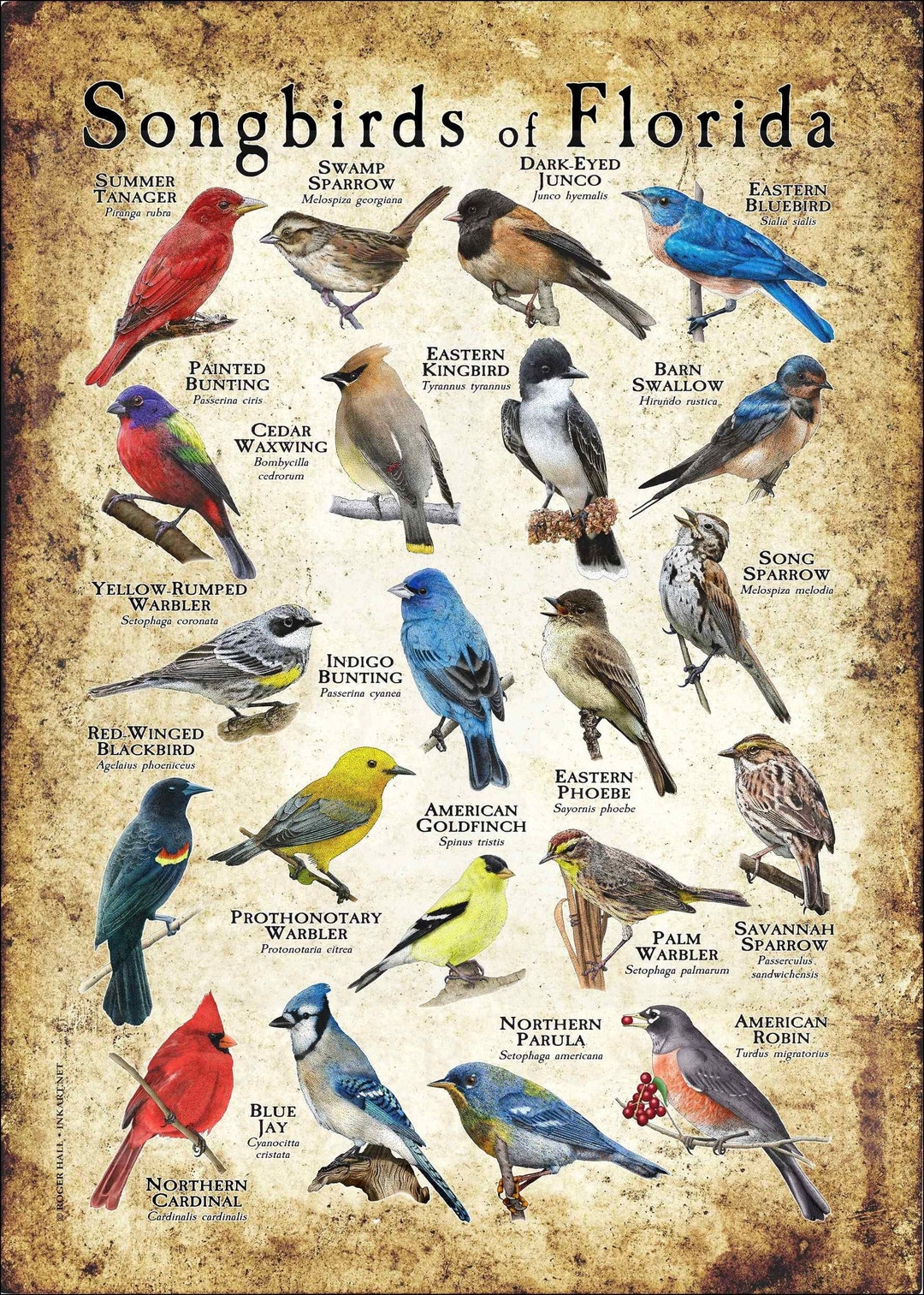 Songbirds of Florida Poster Print Field Guide - Etsy