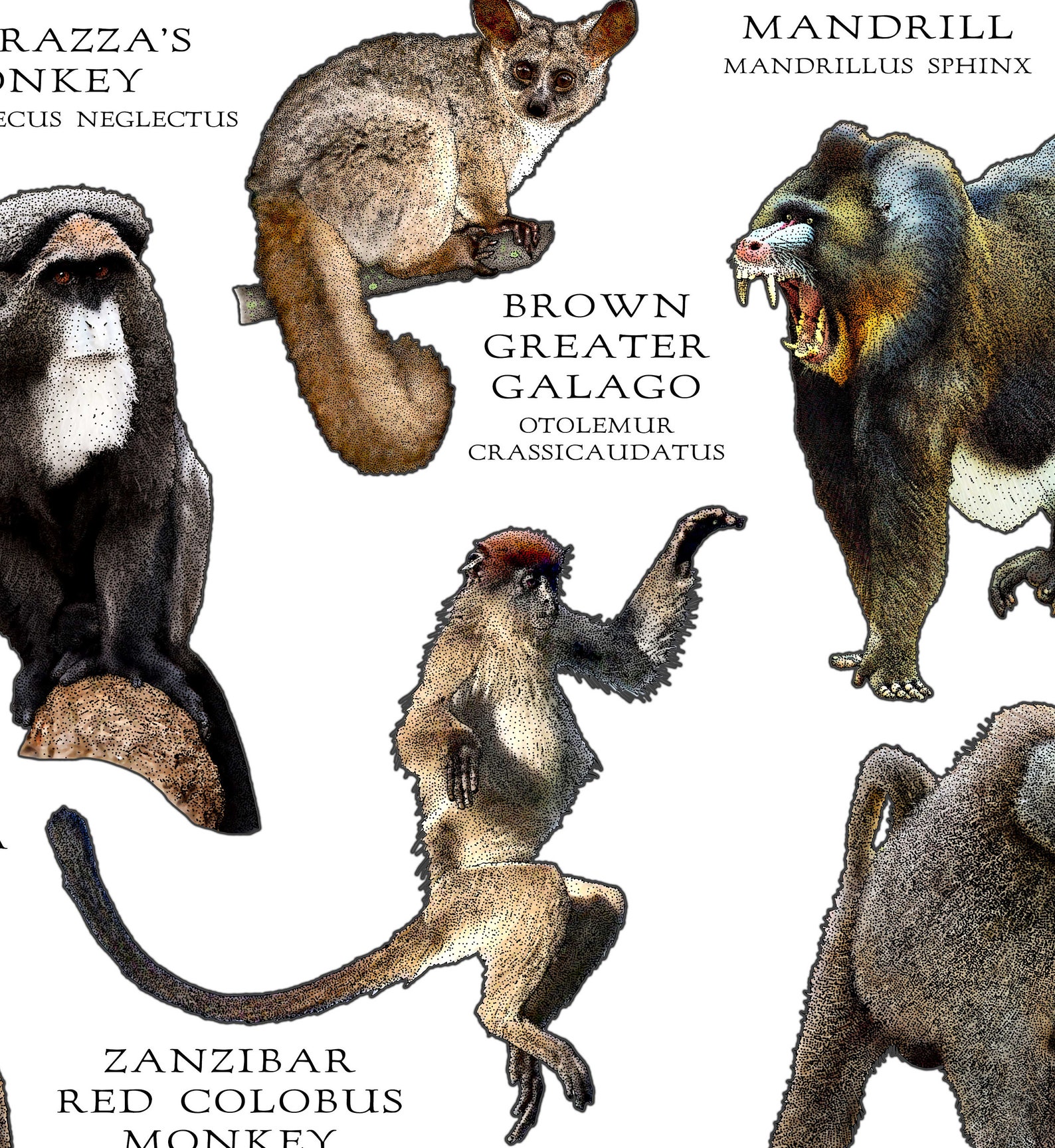 Primates of Africa Poster Print - SIGNED BY ARTIST! - Etsy
