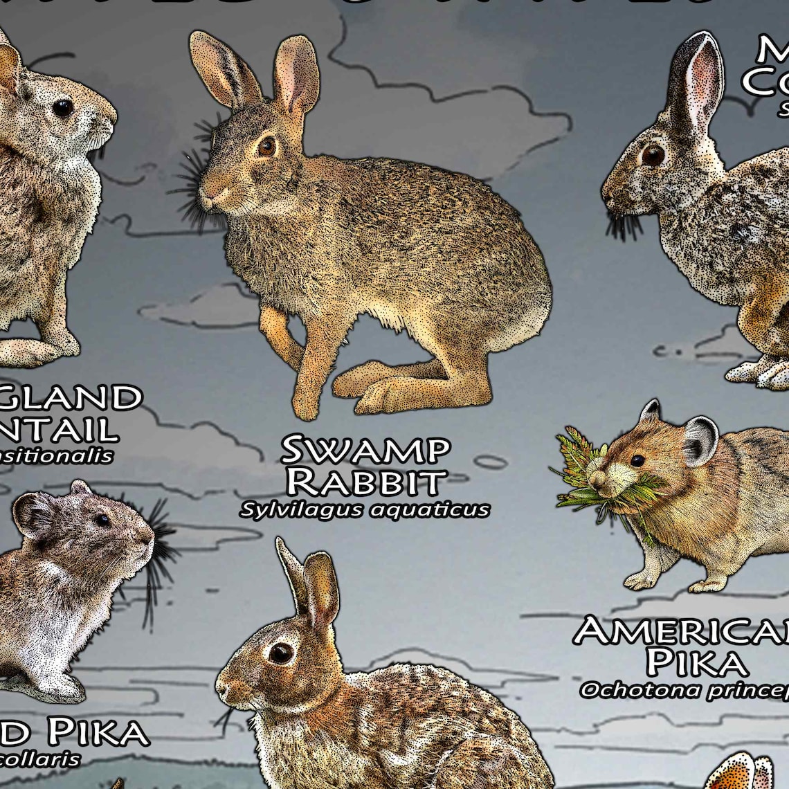 Lagomorphs of the United States and Canada Poster Print - SIGNED BY ...
