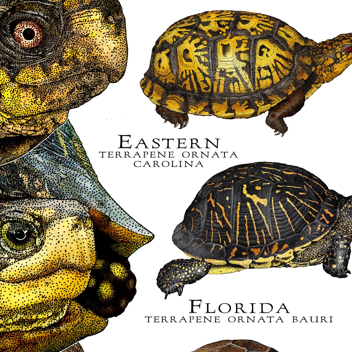 Box Turtles of North America Poster / Field Guide - Etsy