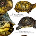Box Turtles of North America Poster / Field Guide - SIGNED BY ARTIST ...