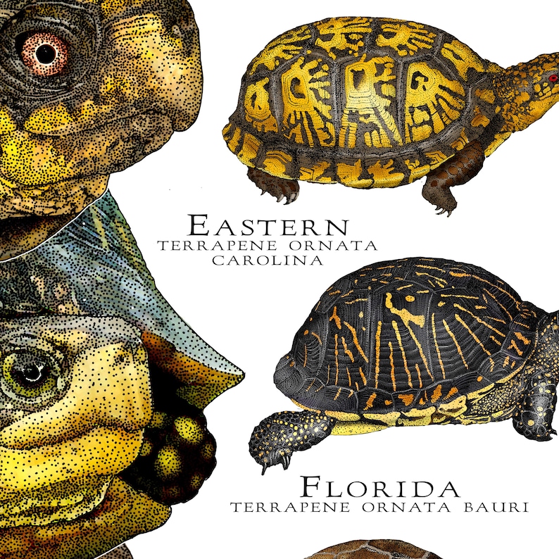 Box Turtles of North America Poster / Field Guide - Etsy