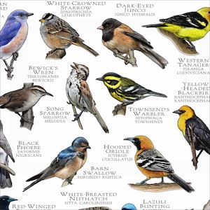 Songbirds of Arizona Poster Print Field Guide - Etsy