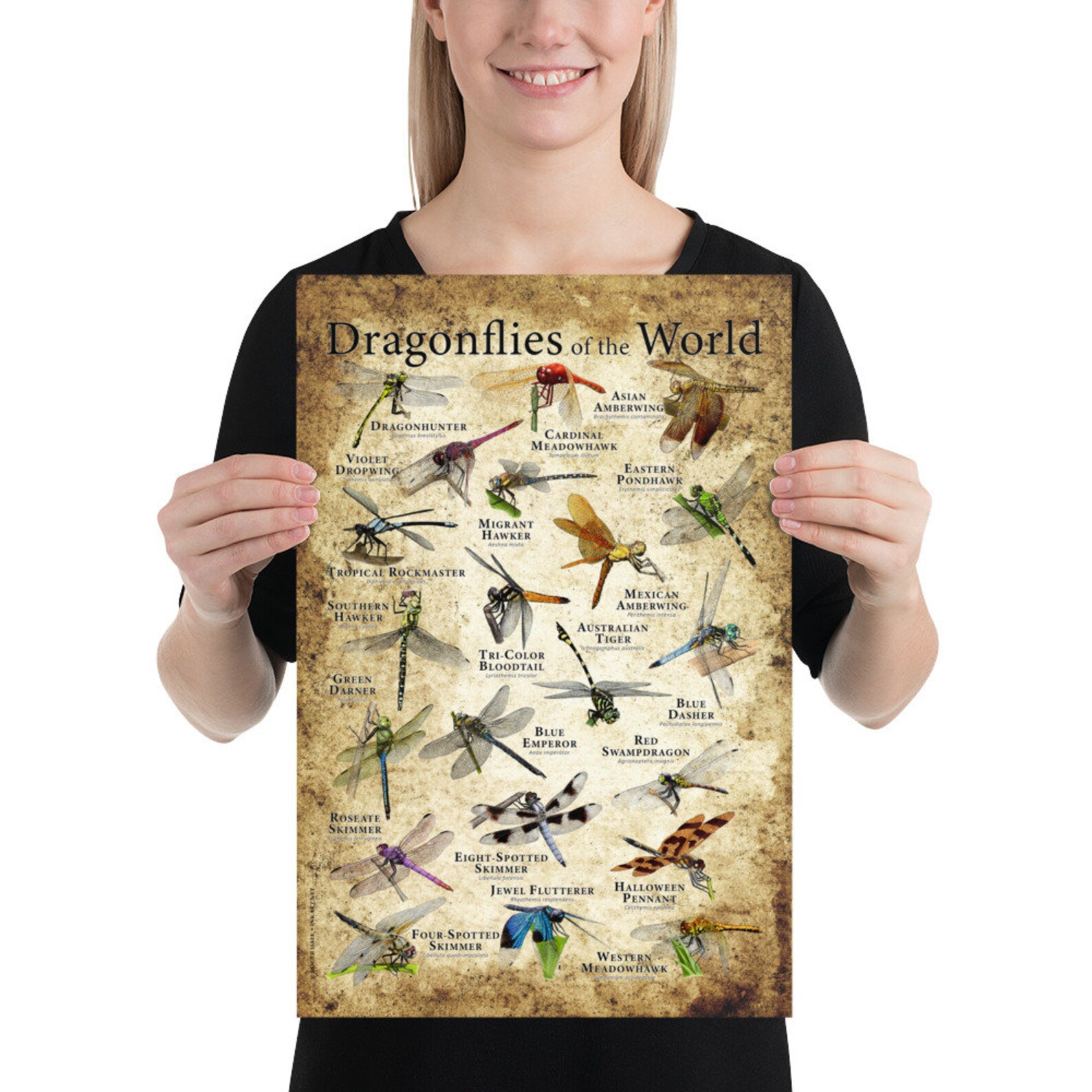Dragonflies of the World Poster Print / Field Guide | Etsy