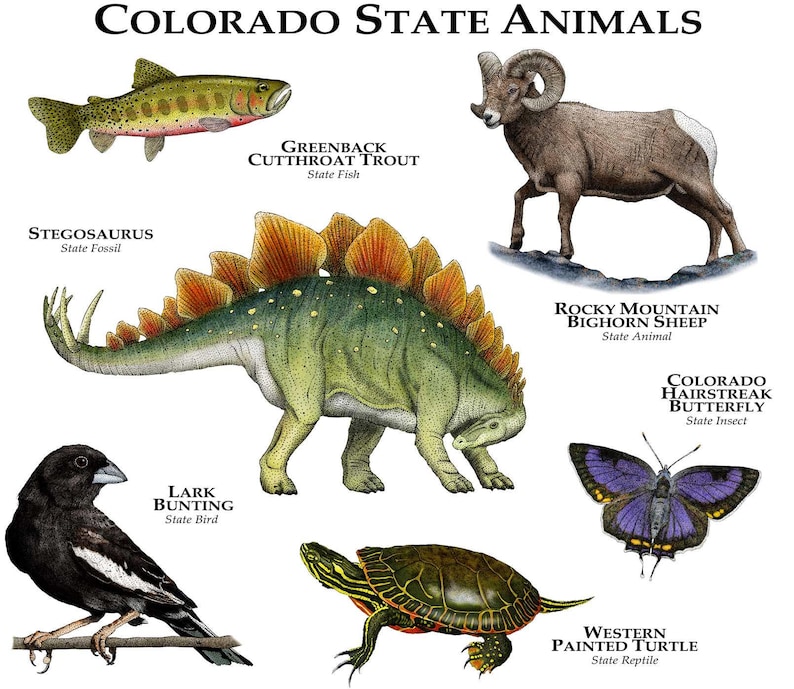 Colorado State Animal