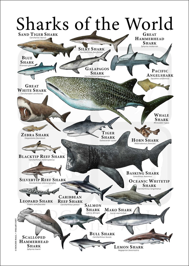 Sharks of the World Poster Print - SIGNED BY ARTIST! - Etsy