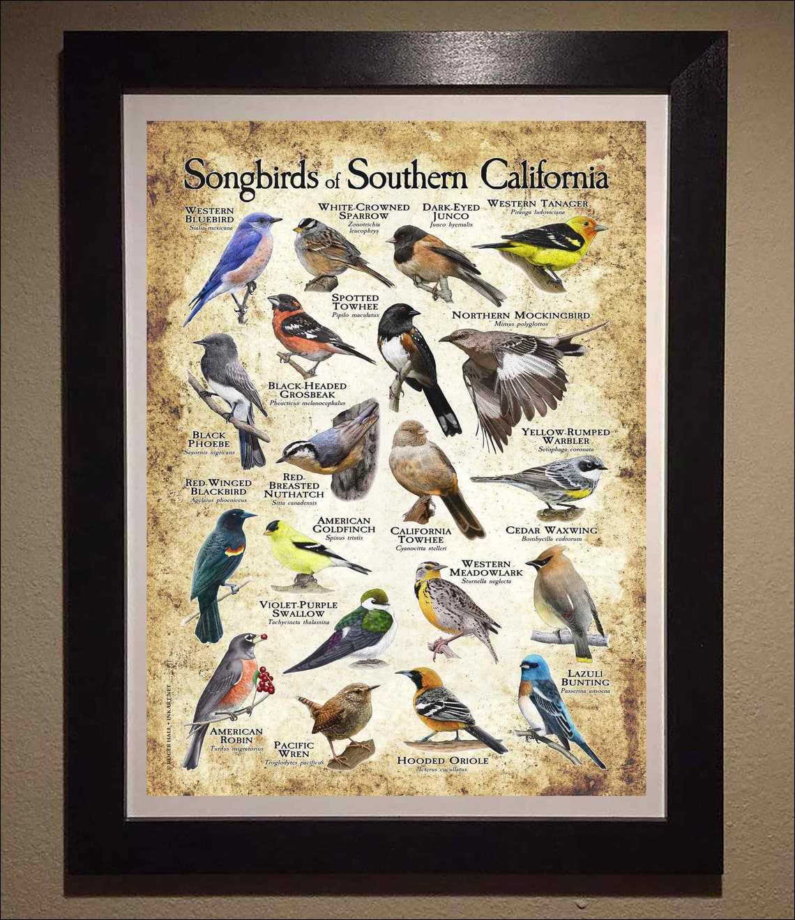 Songbirds of Southern California Poster Print/field Guide - SIGNED BY ...