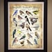 Songbirds of Southern California Poster Print Field Guide - Etsy