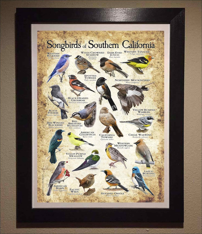 Songbirds of Southern California Poster Print/field Guide - SIGNED BY ...