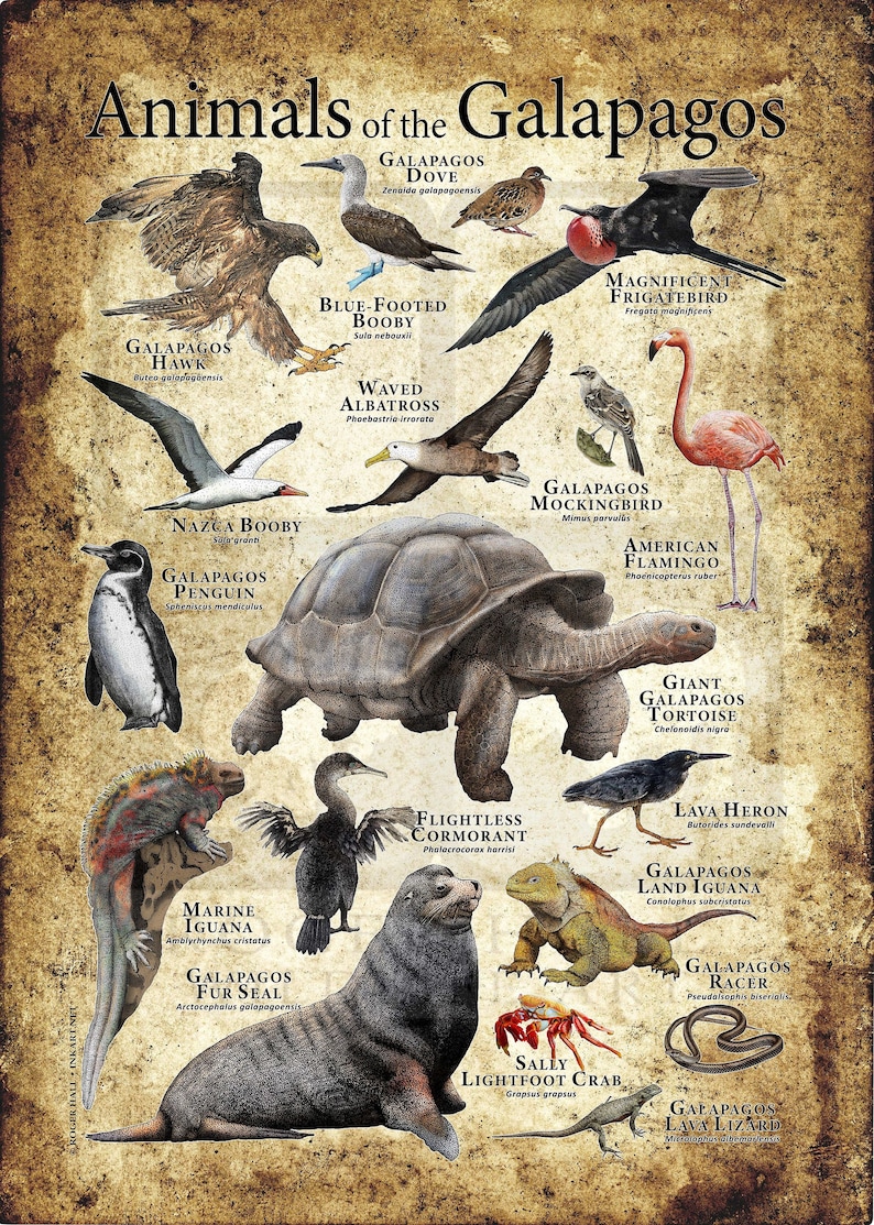 Animals of the Galapagos Islands Poster Print - SIGNED BY ARTIST! - Etsy