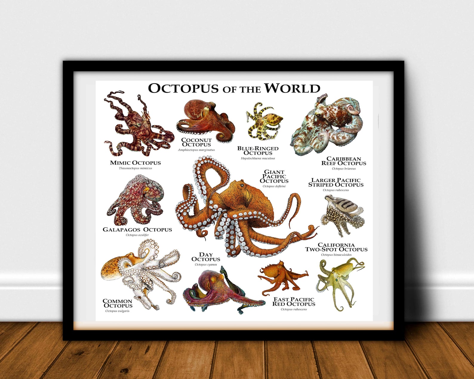 Octopus of the World Poster Print - Etsy Canada