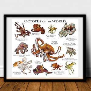 Octopus of the World Poster Print - Etsy Canada