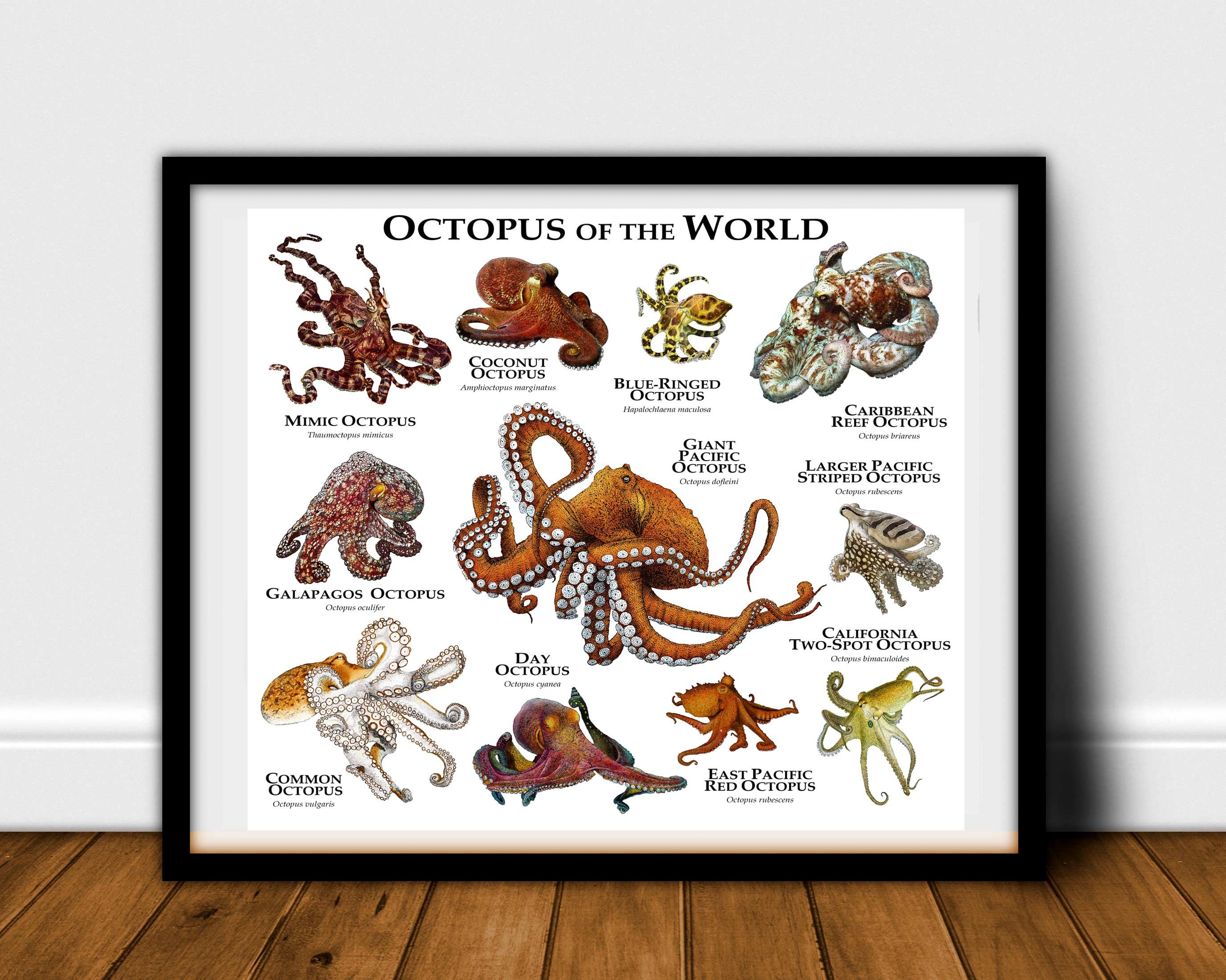 Octopus of the World Poster Print - Etsy