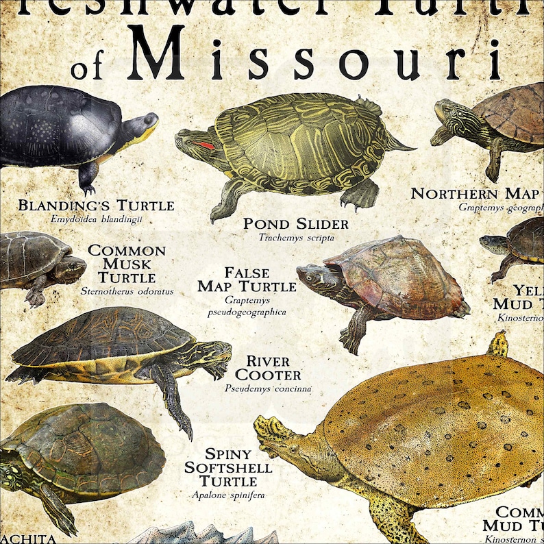 Freshwater Turtles of Missouri Poster Print/field Guide - SIGNED BY ...
