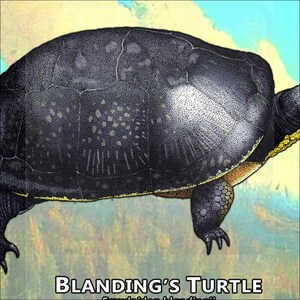 Freshwater Turtles of the Northeastern US Art Print / Field Guide - Etsy