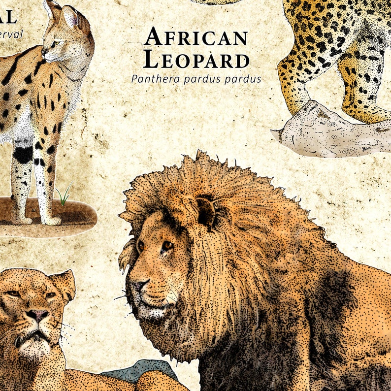 Wild Cats of Africa Poster | Etsy UK