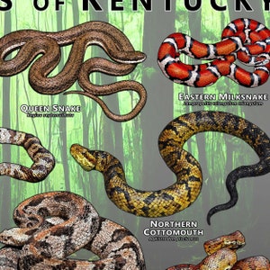 Snakes of Kentucky Poster Print Field Guide - Etsy