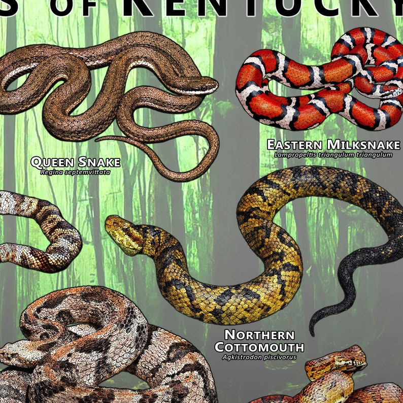 Snakes of Kentucky Poster Print/field Guide - SIGNED BY ARTIST! - Etsy