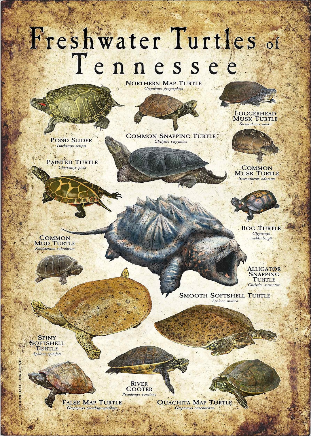 Freshwater Turtles of Tennessee Poster Print/field Guide - SIGNED BY ...
