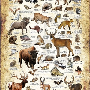 Mammals of Nebraska Poster Print / Nebraska Mammals Field Guide ...