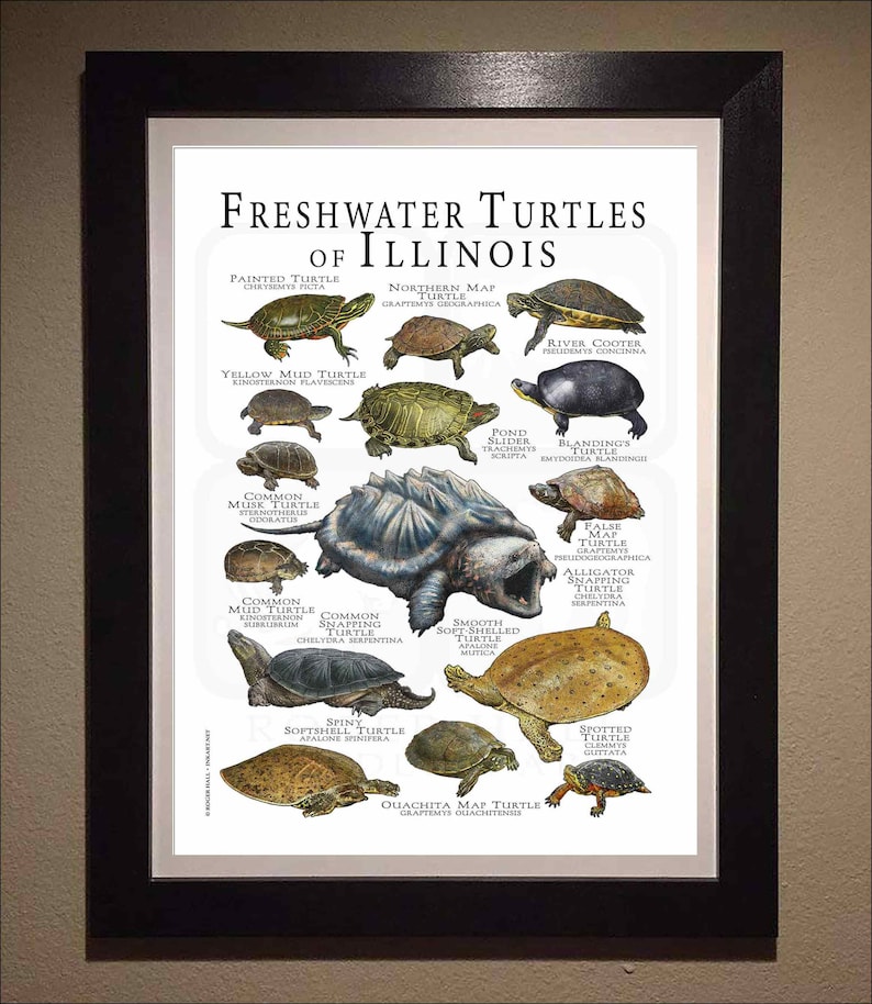 Freshwater Turtles of Illinois Poster Print Field Guide - Etsy