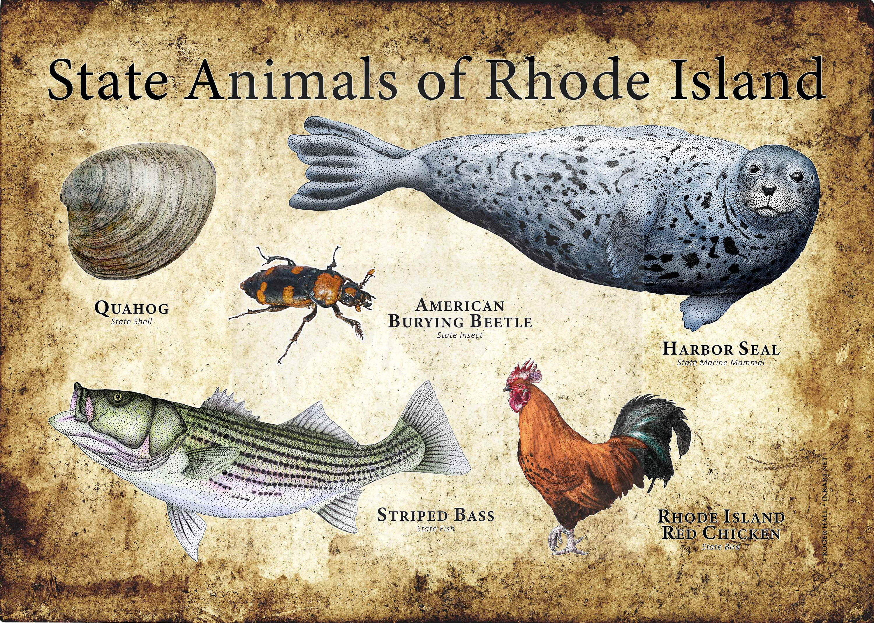 Rhode Island State Animals Poster Print | Etsy